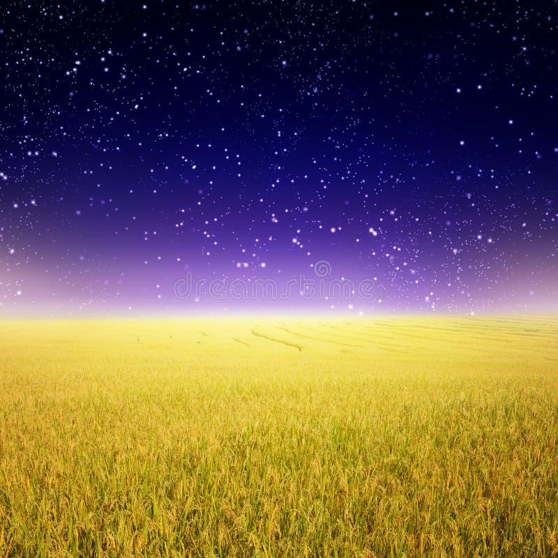 Star Night Yellow Rice Fields Stock Photos - Free & Royalty-Free Stock ...