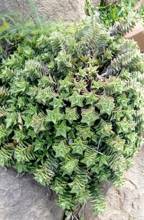 Star Plant in a Green Field Stock Image - Image of outside, star: 87875243