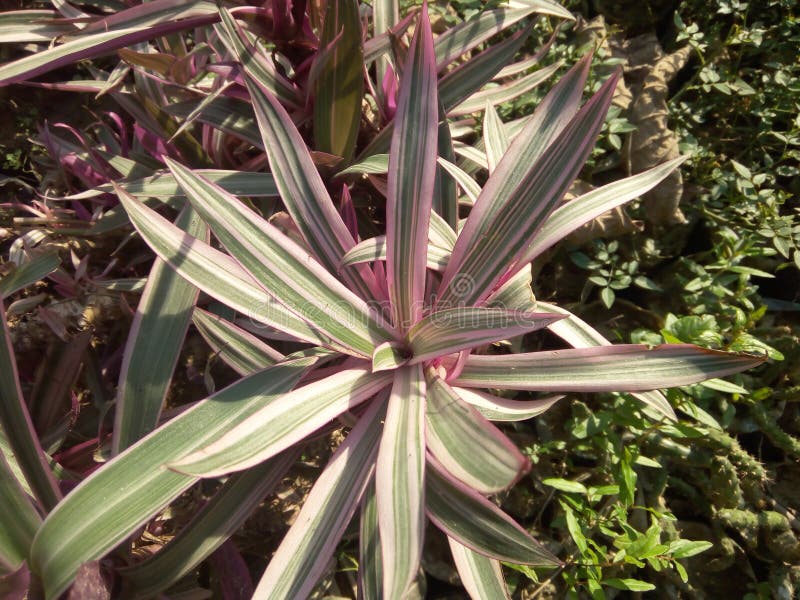 Star Plant in a Green Field Stock Image - Image of outside, star: 87875243