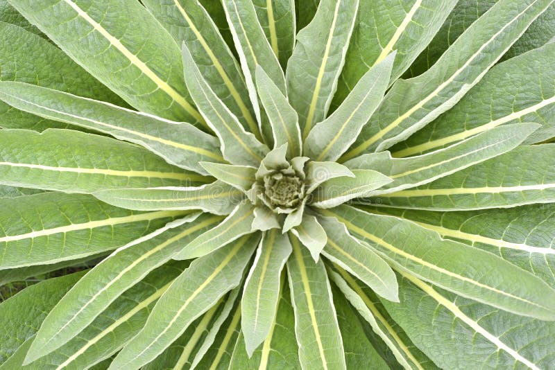 Star plant stock photo. Image of leaf, flora, floral - 32662574