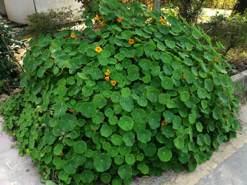 Star Plant in a Green Field Stock Image - Image of outside, star: 87875243