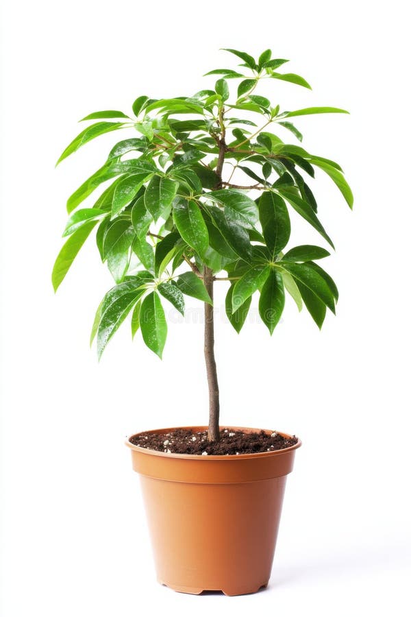 Star Plant in Trendy Pot Isolated on Clean White Background with Sharp ...