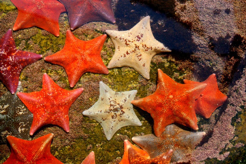 Star Power stock image. Image of group, texture, stardom - 179723