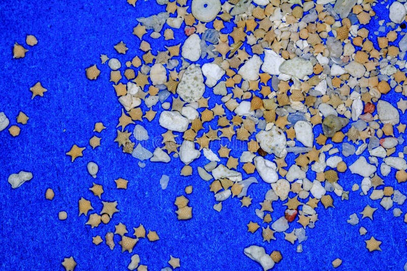 Star sand stock photo. Image of natural, formed, close - 145450140