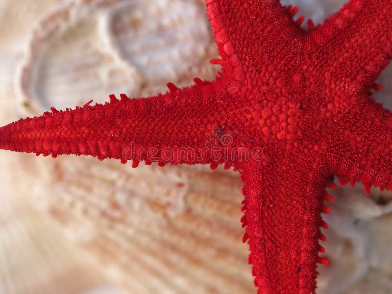 Star seashell stock image. Image of animal, marine, dried - 1092845