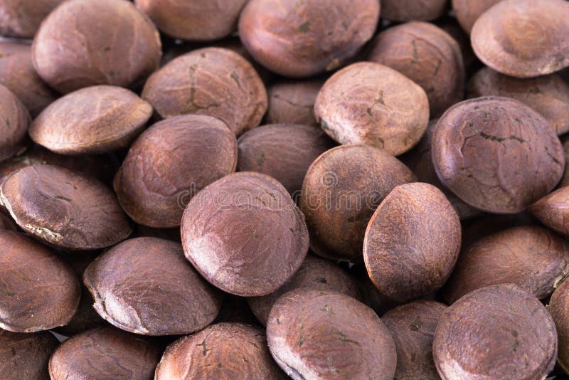 Star Seeds Incas stock image. Image of protein, green - 78098213