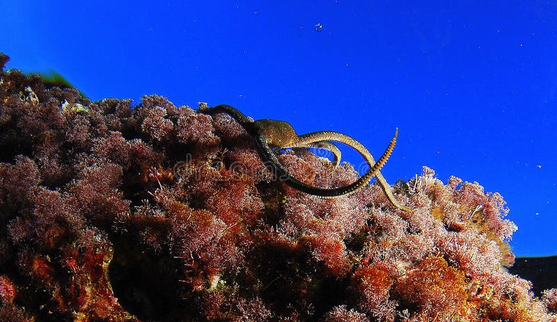 Star serpent stock photo. Image of blue, bottom, muddy - 72445492