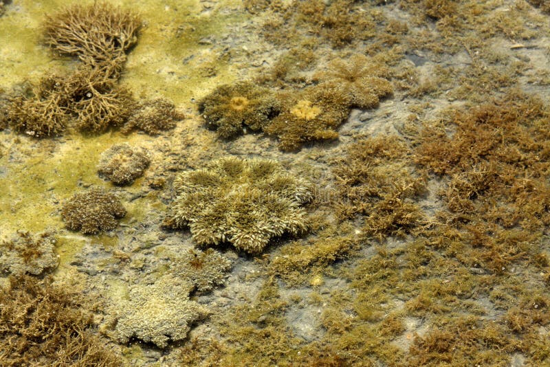 Star Shape Upside-down Jellyfish Stock Photo - Image of ocean, fish ...