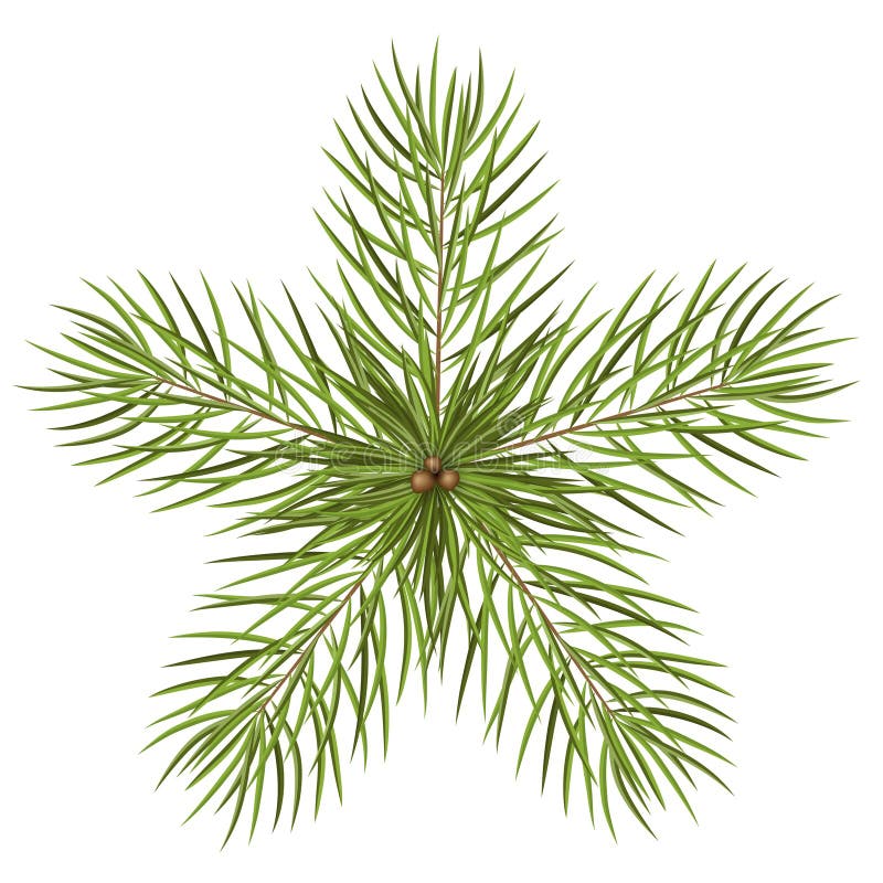 Fir Tree Branches - Star Shaped Abstract Vector Illustration Stock ...