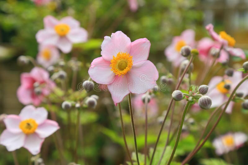 Star-shaped Anemone Japonica Stock Image - Image of garden, anemone ...