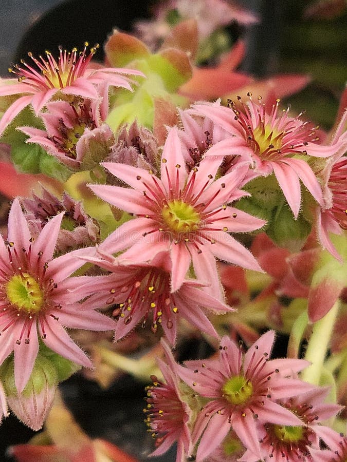 Star Shaped Flowers stock image. Image of shaped, pink - 250284751