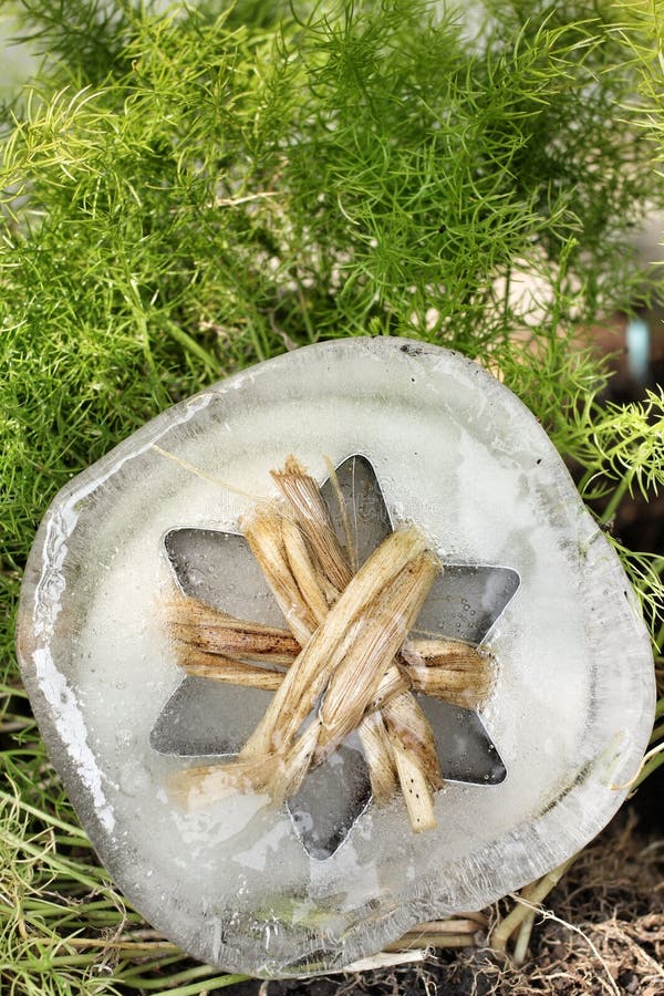 Star-shaped stock image. Image of pastry, hand, homemade - 36055185