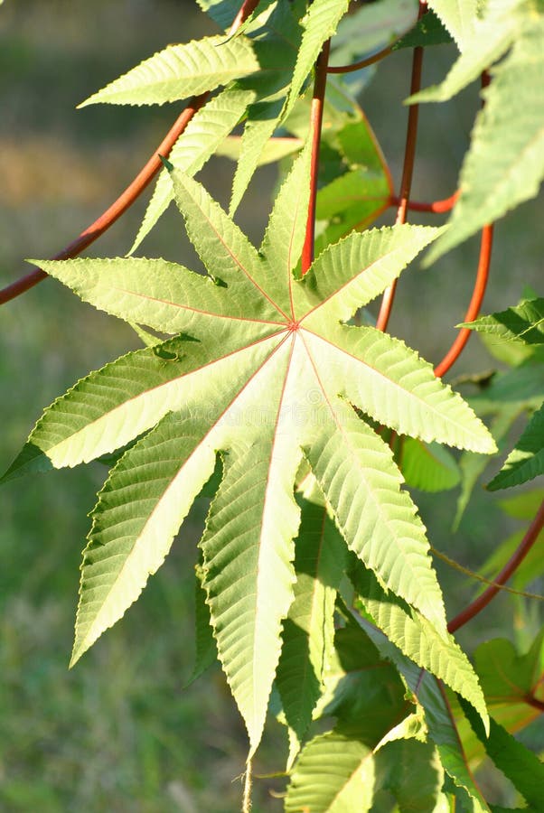 129 Red Star Shaped Autumn Leaf Stock Photos - Free & Royalty-Free ...