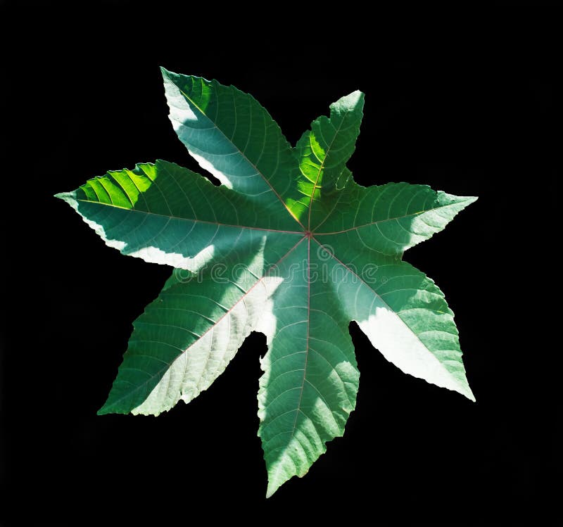 2,107 Star Shaped Leaf Stock Photos - Free & Royalty-Free Stock Photos ...