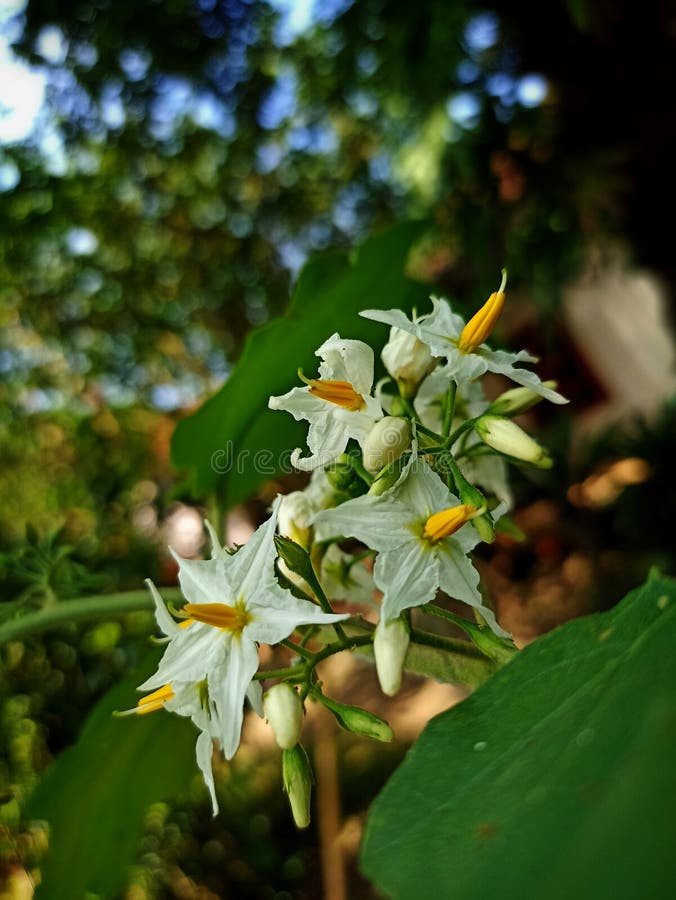 Star-shaped Petal of Flowers Stock Photo - Image of yellow, produce ...