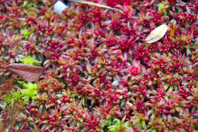The Star-shaped Red Moss Closeup Stock Image - Image of beauty, macro ...