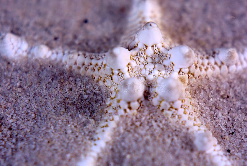 Star shaped sea shell stock photo. Image of shape, covered - 164498
