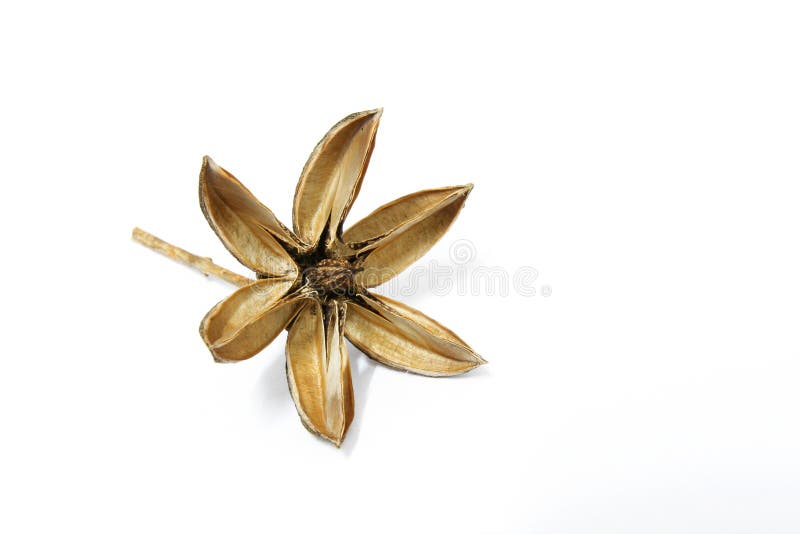 Star-shaped seeds. stock photo. Image of aromatic, pods - 25166390