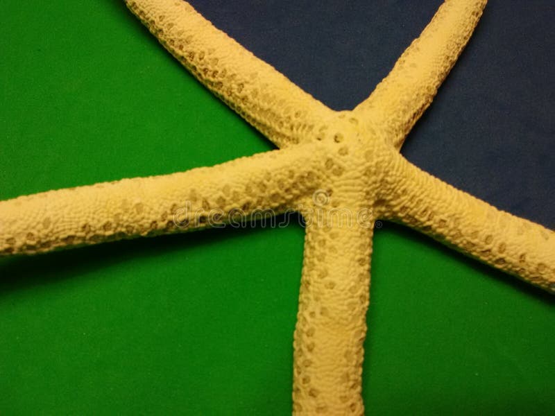 Star Shaped Shell stock photo. Image of marine, shaped - 120737430