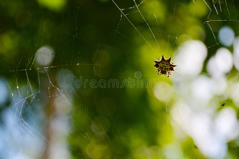 A Star-shaped Spider on Its Web Stock Photo - Image of insect ...