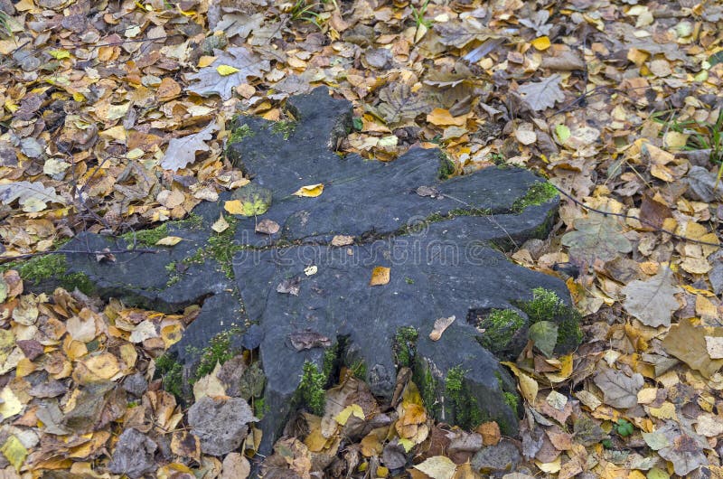 Star-shaped stump. stock image. Image of fall, stub, november - 64492747