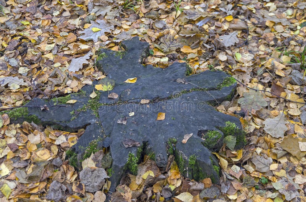 Star-shaped stump. stock image. Image of fall, stub, november - 64492747