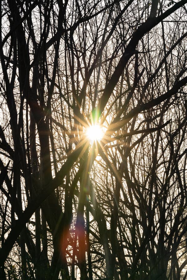 Star Shaped Sun Rays through the Tree Stock Photo - Image of phone ...