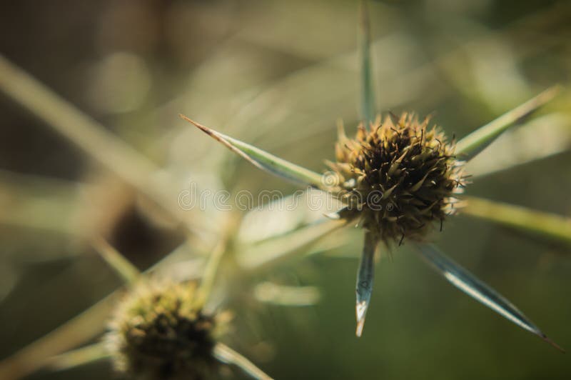 The thistle stock photo. Image of outdoors, thistle - 161398542