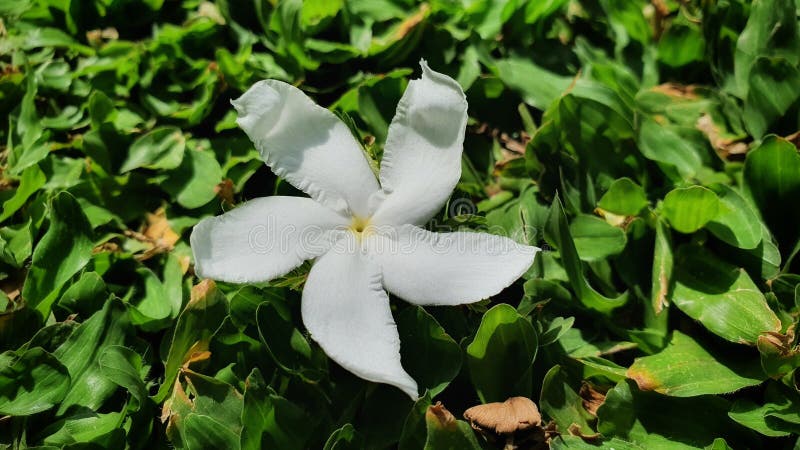 Star Shaped White Flower on the Green Grass Stock Photo - Image of ...