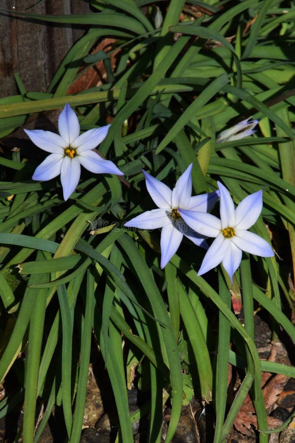Spring star flowers stock image. Image of closeup, deciduous - 111924725