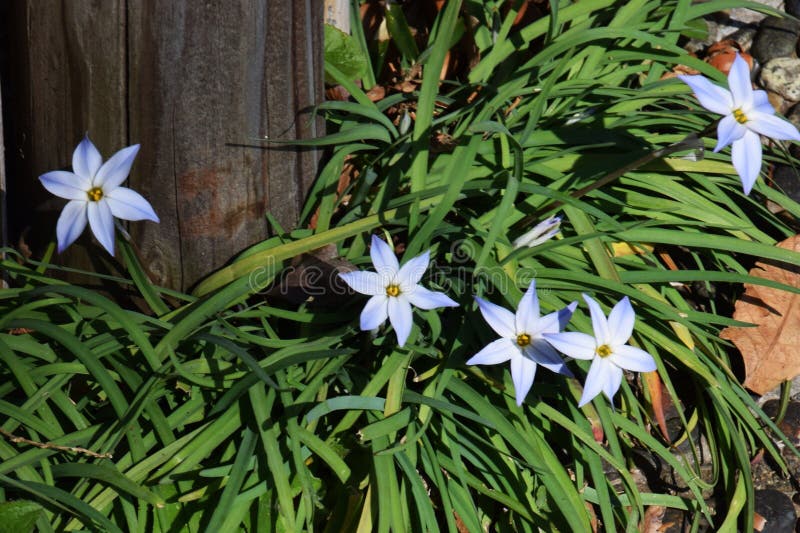 Spring star flowers stock photo. Image of star, deciduous - 111924816