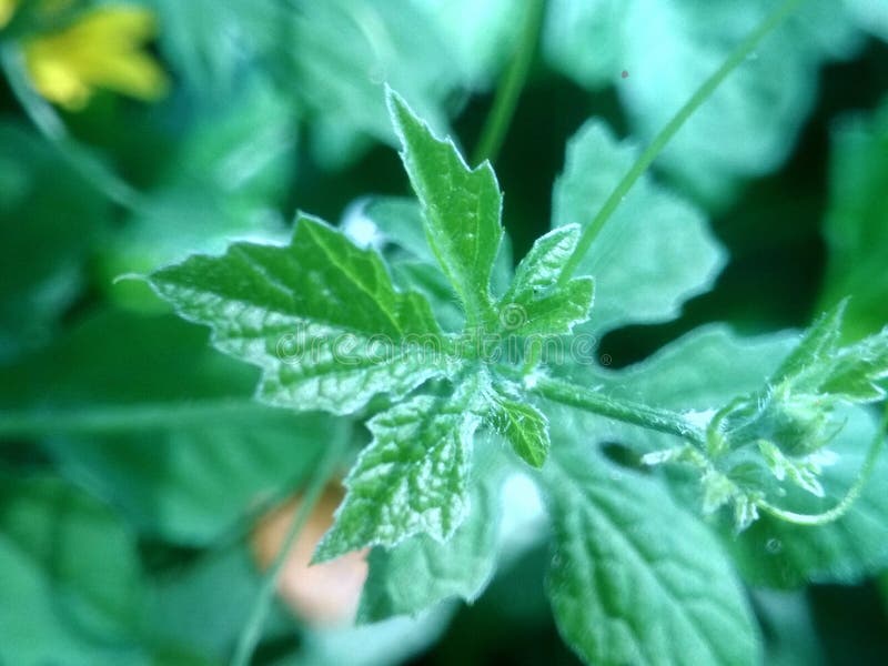 Star-shaped Wild Plant Leaves Stock Image - Image of green, leaf: 223277089