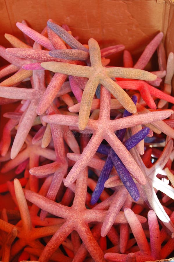 Star shell stock image. Image of macro, colourful, shell - 12821753