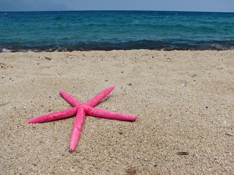 Star Shell, Shells in Costa Rica, Shapes, Rocky Coast of Costa Rica ...