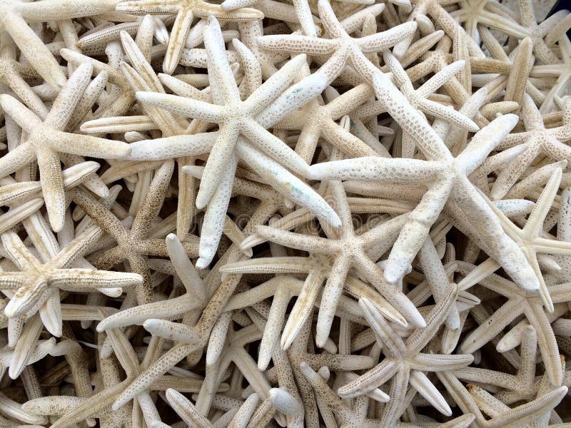 Star shell stock image. Image of souvenir, brown, shop - 56513311