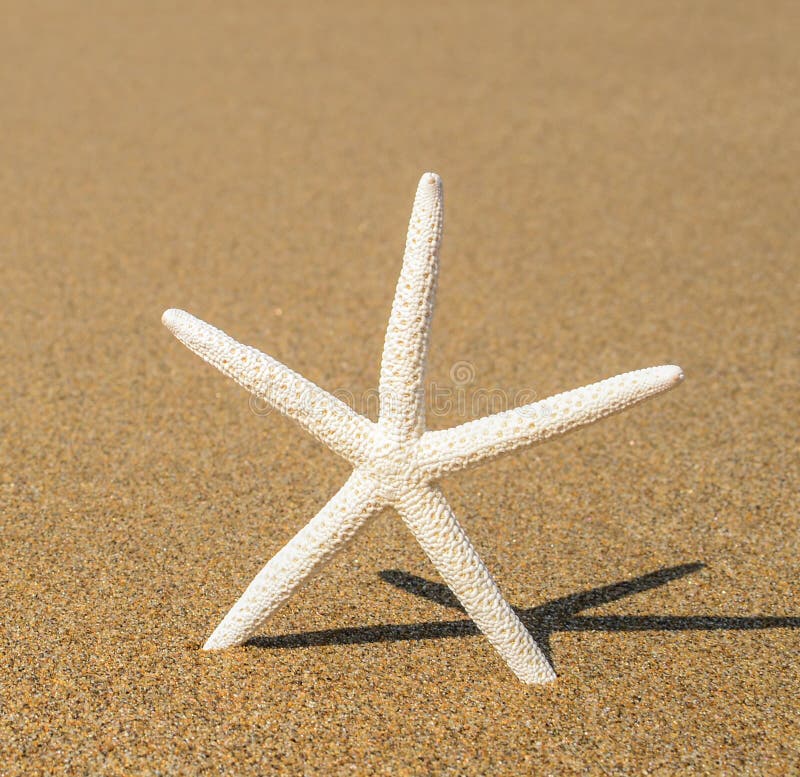 Star Shell on Sandy Beach Close-up Stock Photo - Image of ocean, exotic ...