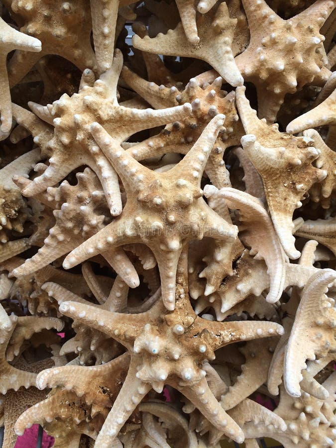 Star shells stock image. Image of brown, gift, souvenir - 56706735