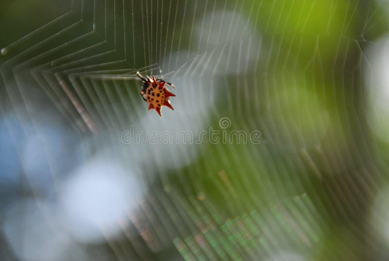 Star spider on a web stock photo. Image of spines, gasteracantha ...