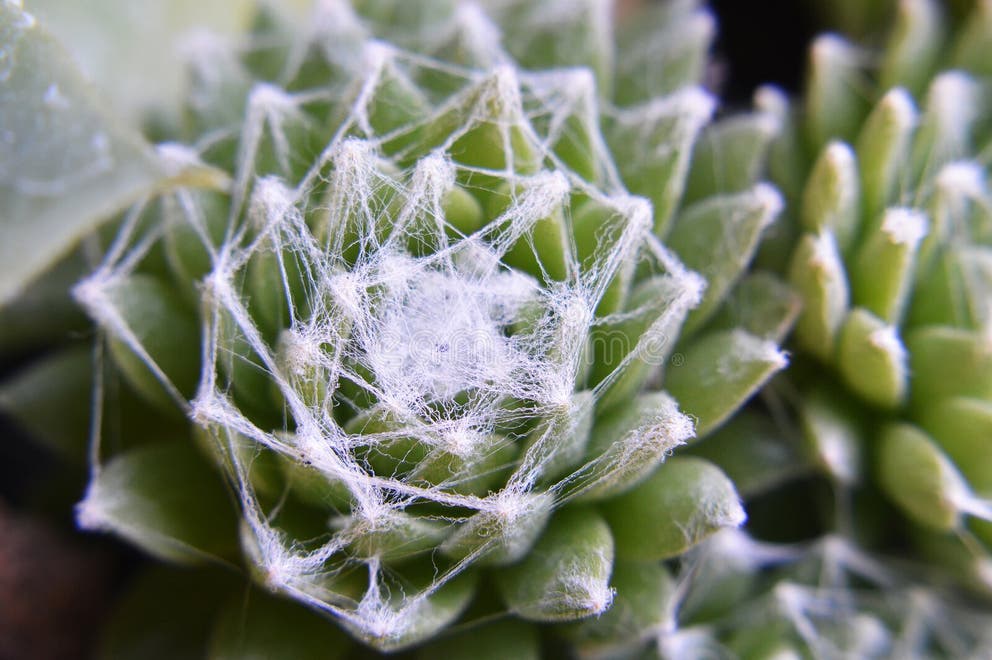 Star Spiderweb Cactus Sempervivum Arachnoideum Stock Photo - Image of ...