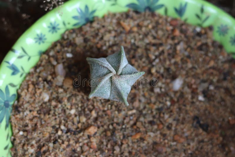 Star succulent stock photo. Image of adore, beautiful - 117284890