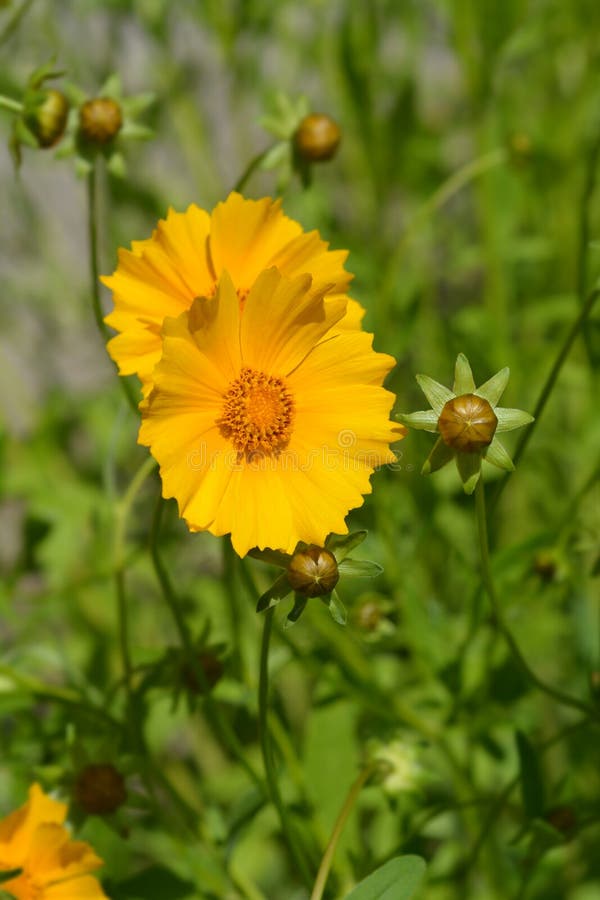 Star tickseed stock image. Image of garden, close, flower - 152608651