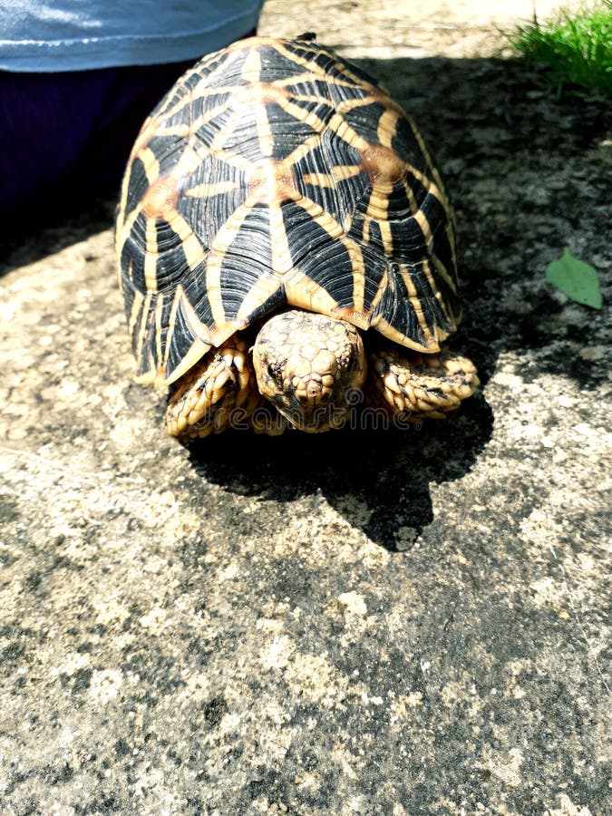 A star tortoise stock image. Image of lanka, tortoise - 130438489