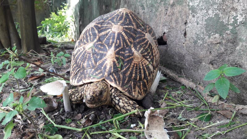 Near the turtle`s head stock photo. Image of diapsids - 118630454