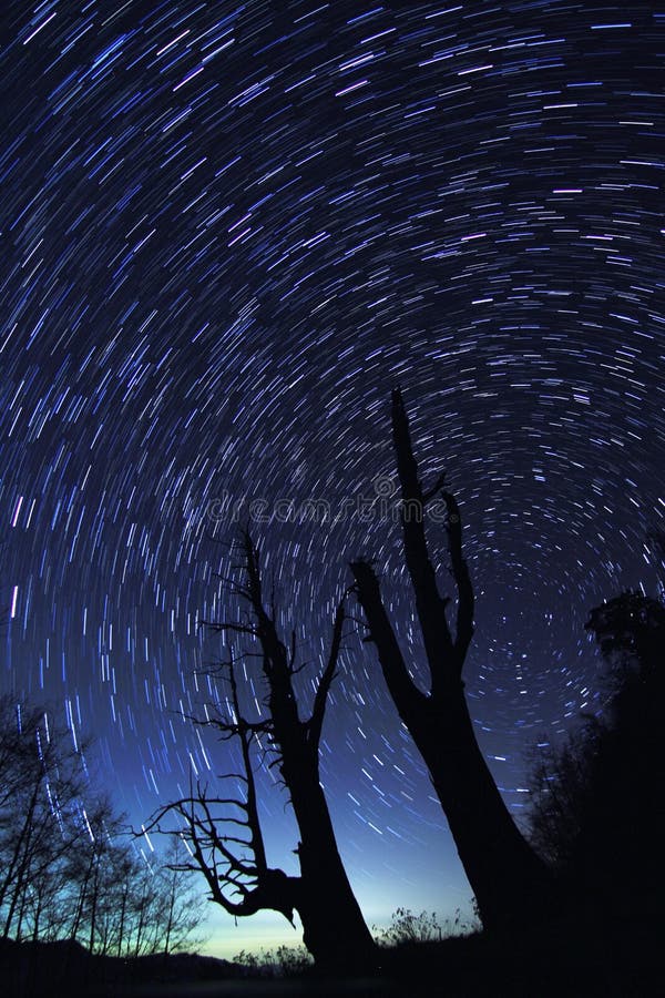 Star Trails(Husband and Wife Tree) Stock Photo - Image of concentric ...