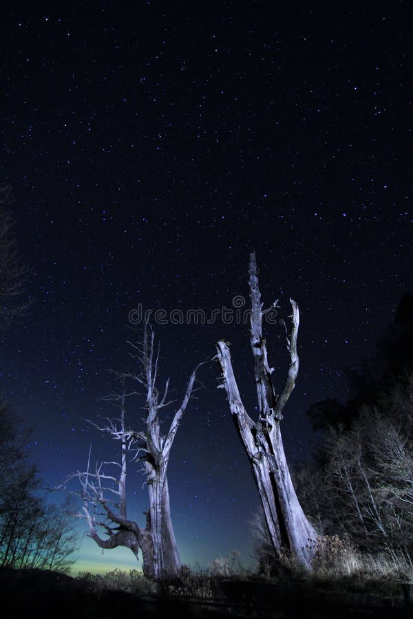 Star Trails(Husband and Wife Tree) Stock Image - Image of motion, spin ...