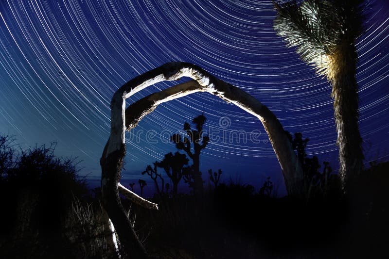 Star Trails in Joshua Tree National Park Stock Image - Image of tree ...