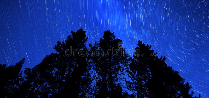 Star Trails in Night Sky of Pine Forest Wilderness Dark Light Stock ...
