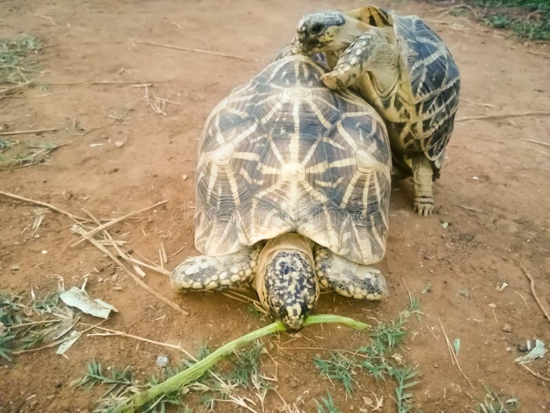 196 Star Turtles Stock Photos - Free & Royalty-Free Stock Photos from ...