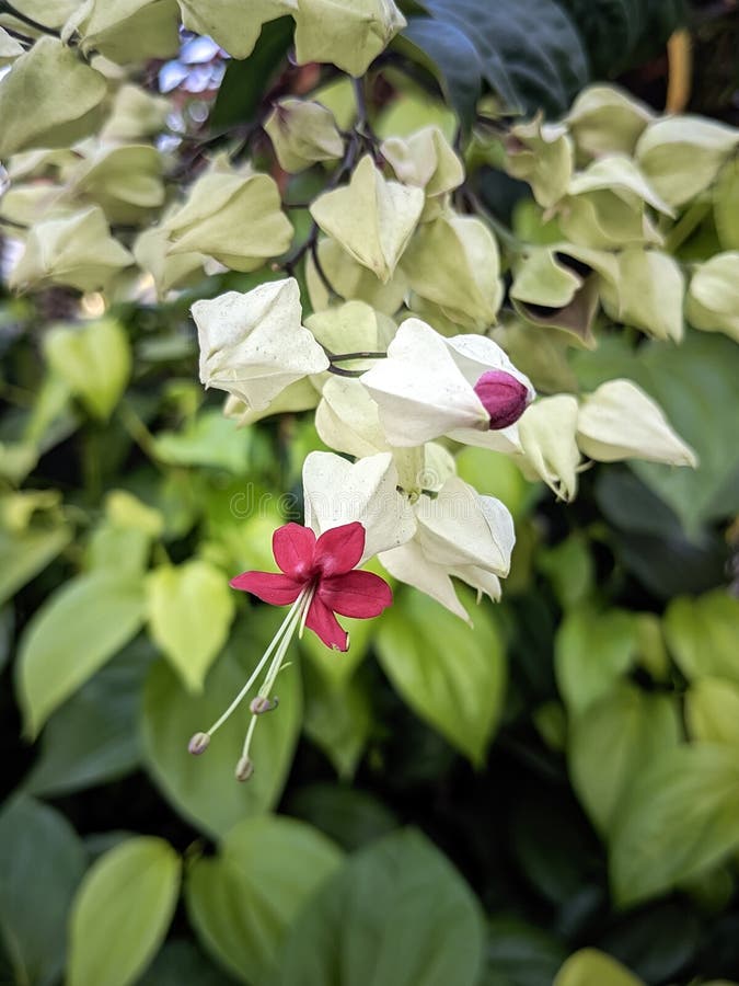 Star Bleeding Heart Vines, Scientifically Known As Clerodendrum ...