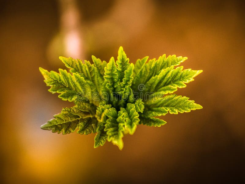 Starburst Shape of New Tree Bud in Spring Stock Photo - Image of spring ...